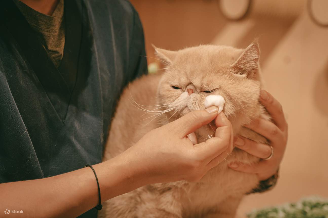 Mau Planet X Mau BnB Cat Hotel in Hong Kong - Klook